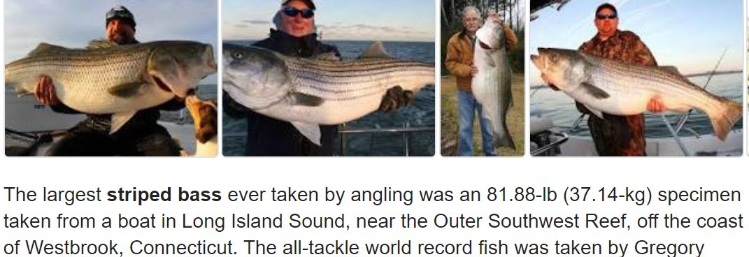 Tracking the ‘Murder Hornet’: A Deadly Pest Has Reached North America ...