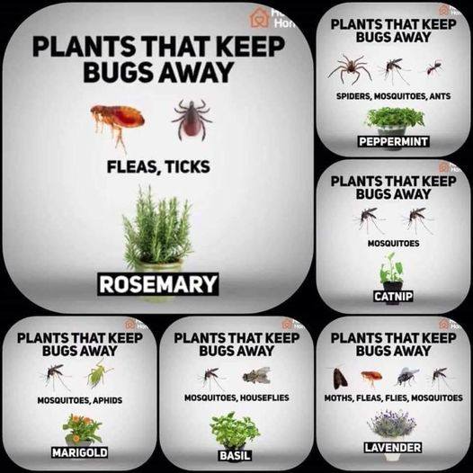 PLANTS that keep bugs away - Current Events - FreedomSledder.com
