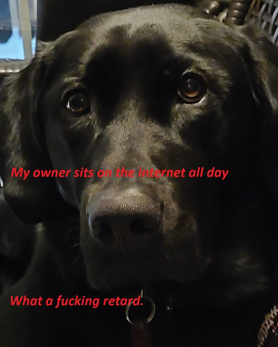 Coon Dogs - Current Events - FreedomSledder.com