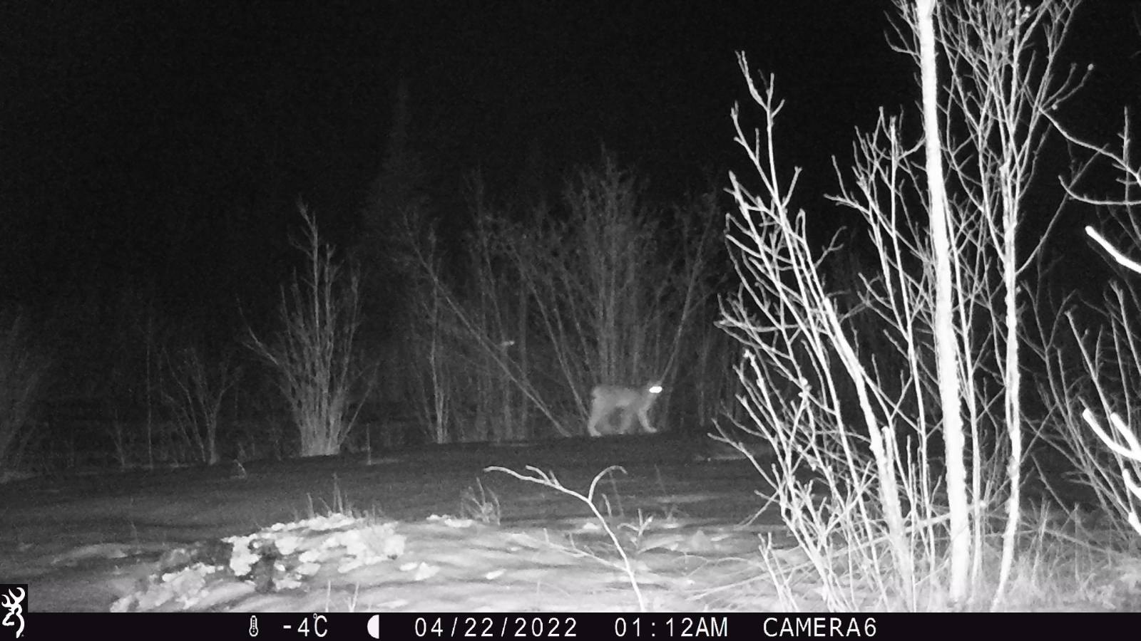 Just had a full grown timber wolf run through... - Current Events ...