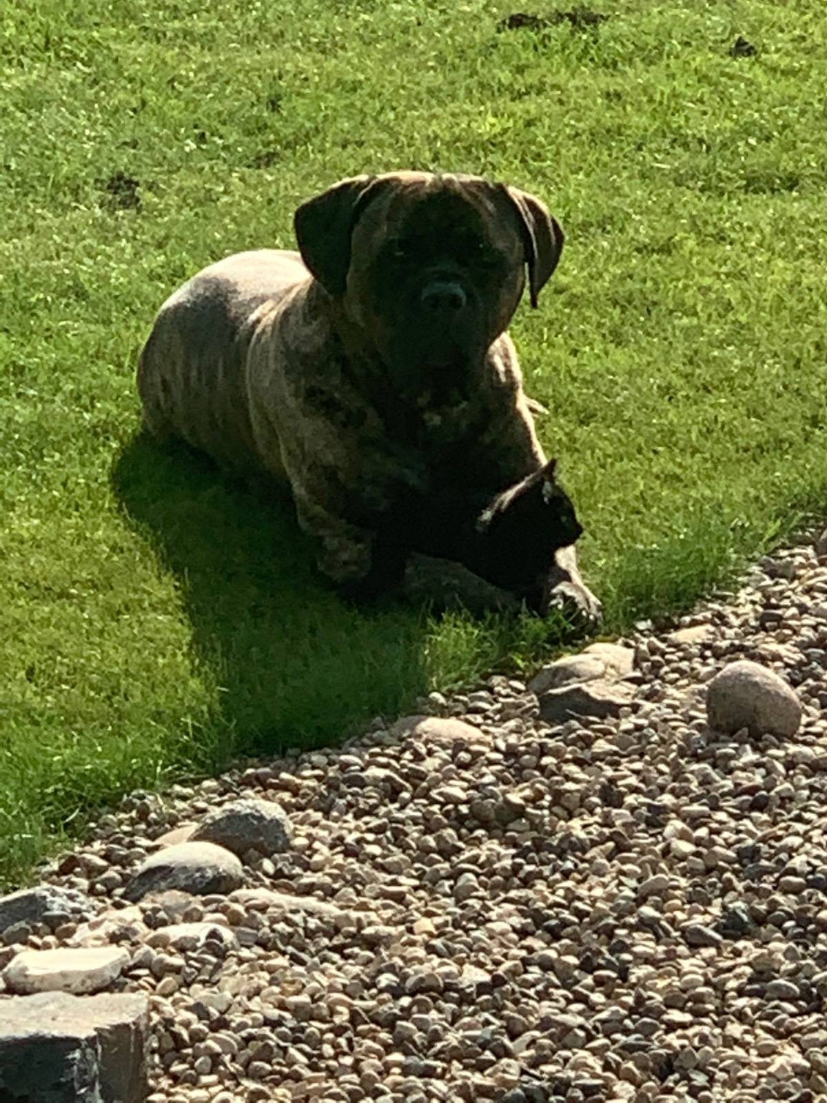 This might be the cutest thing ever - Current Events - FreedomSledder.com