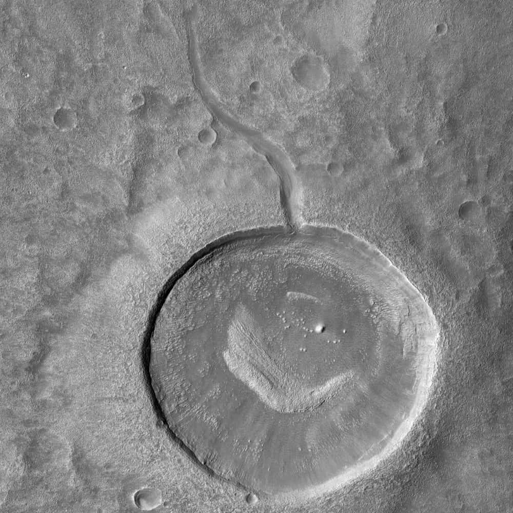 Tadpole - Current Events - FreedomSledder.com